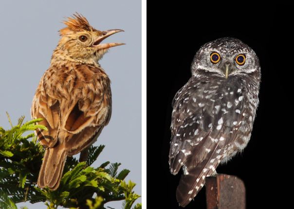 Morning Lark or Night Owl. Which are you? | Freedom Chiropractic & Rehab